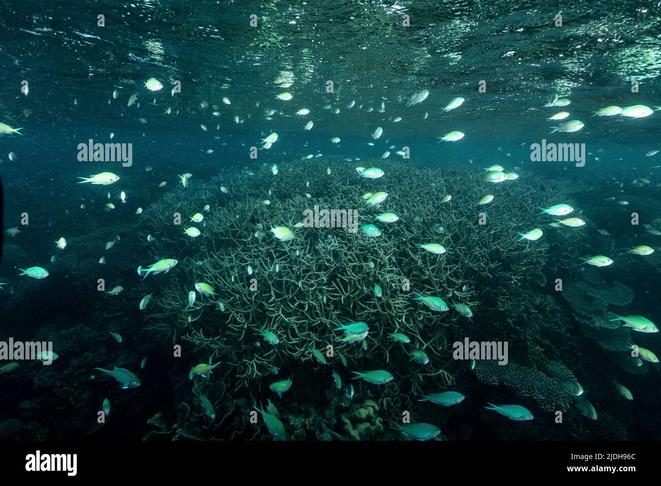 Life on coral reef of Mayotte lagoon Indian Ocean Stock Photo - Alamy