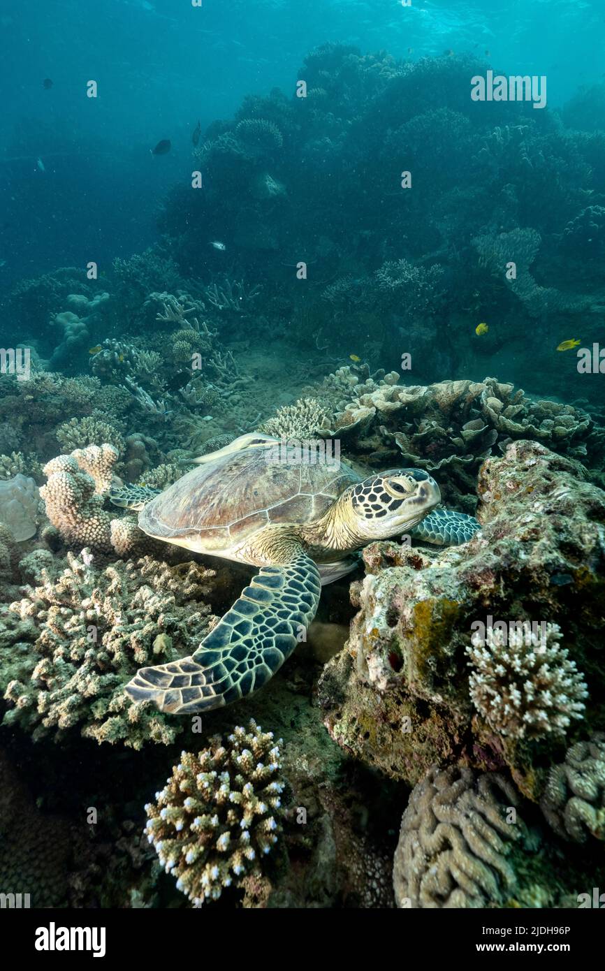 Mayotte lagoon turtle hi-res stock photography and images - Alamy