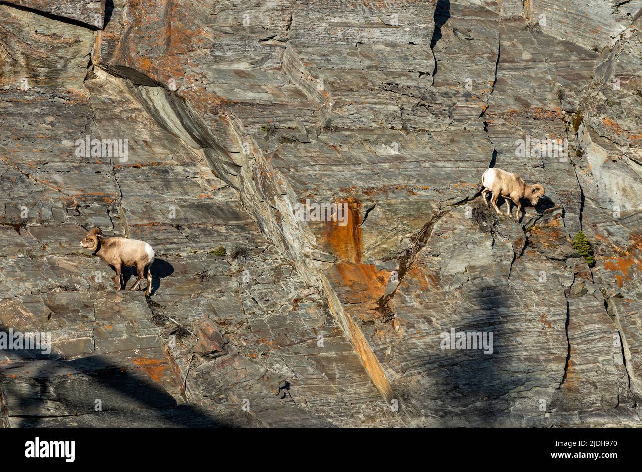 Two Bighorn sheep (Ovis canadensis) ram climbing foraging on cliff ...