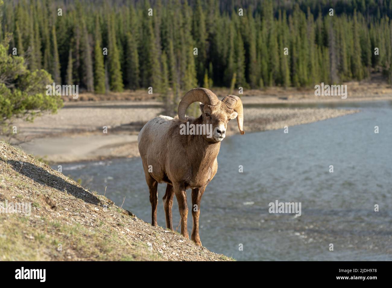 How Do Rams Climb High