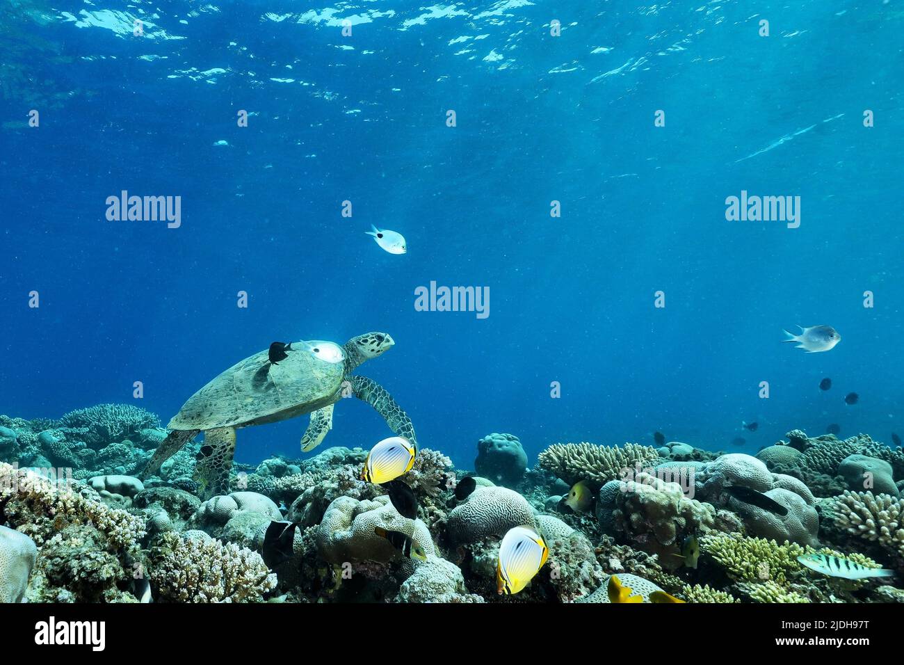 Green sea turtle grazing on seagrass in Mayotte’s lagoon, a peaceful ...