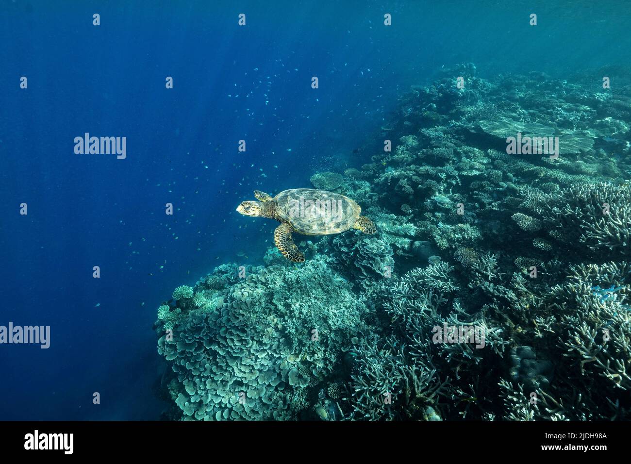 Green sea turtle grazing on seagrass in Mayotte’s lagoon, a peaceful ...