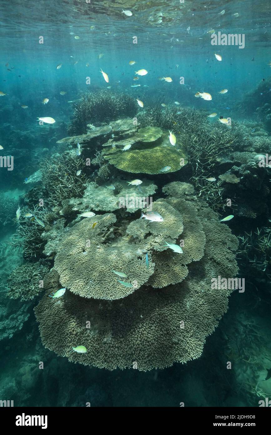 Life on coral reef of Mayotte lagoon Indian Ocean Stock Photo - Alamy
