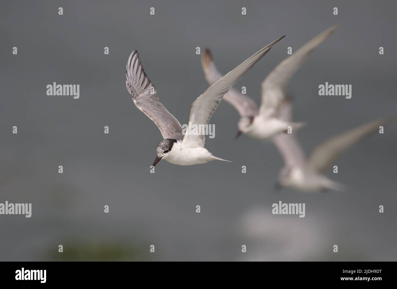 Whiskered Tern is a bird of the Old World. They breed in scattered ...