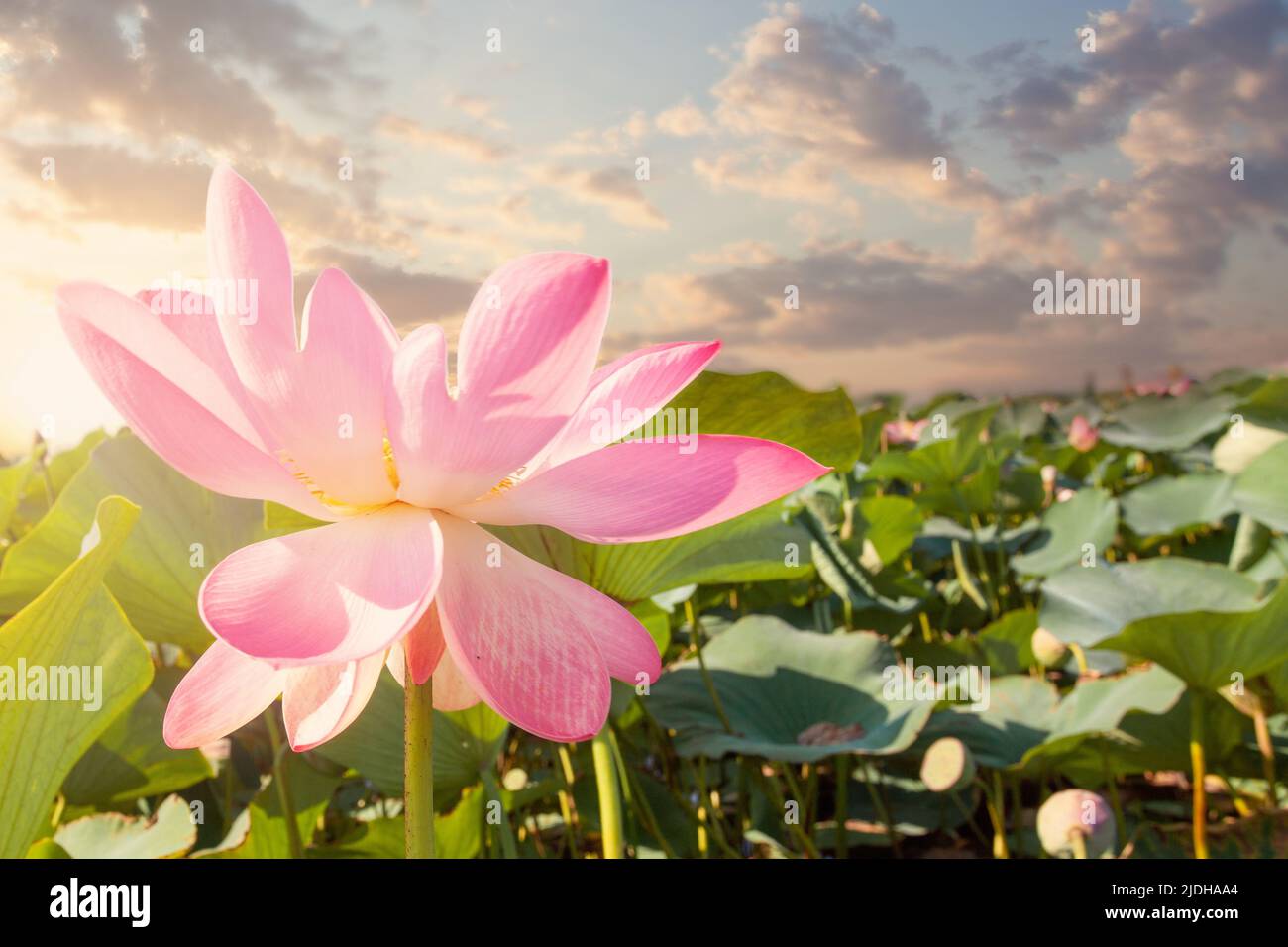 Sunshine rising lotus flower on greenery plant background Stock Photo ...