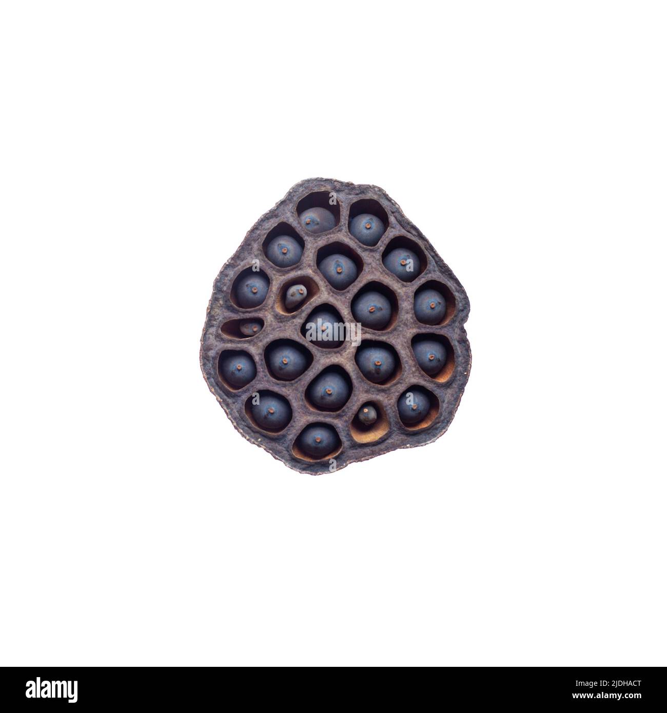 Trypophobia and lotus hi-res stock photography and images - Alamy