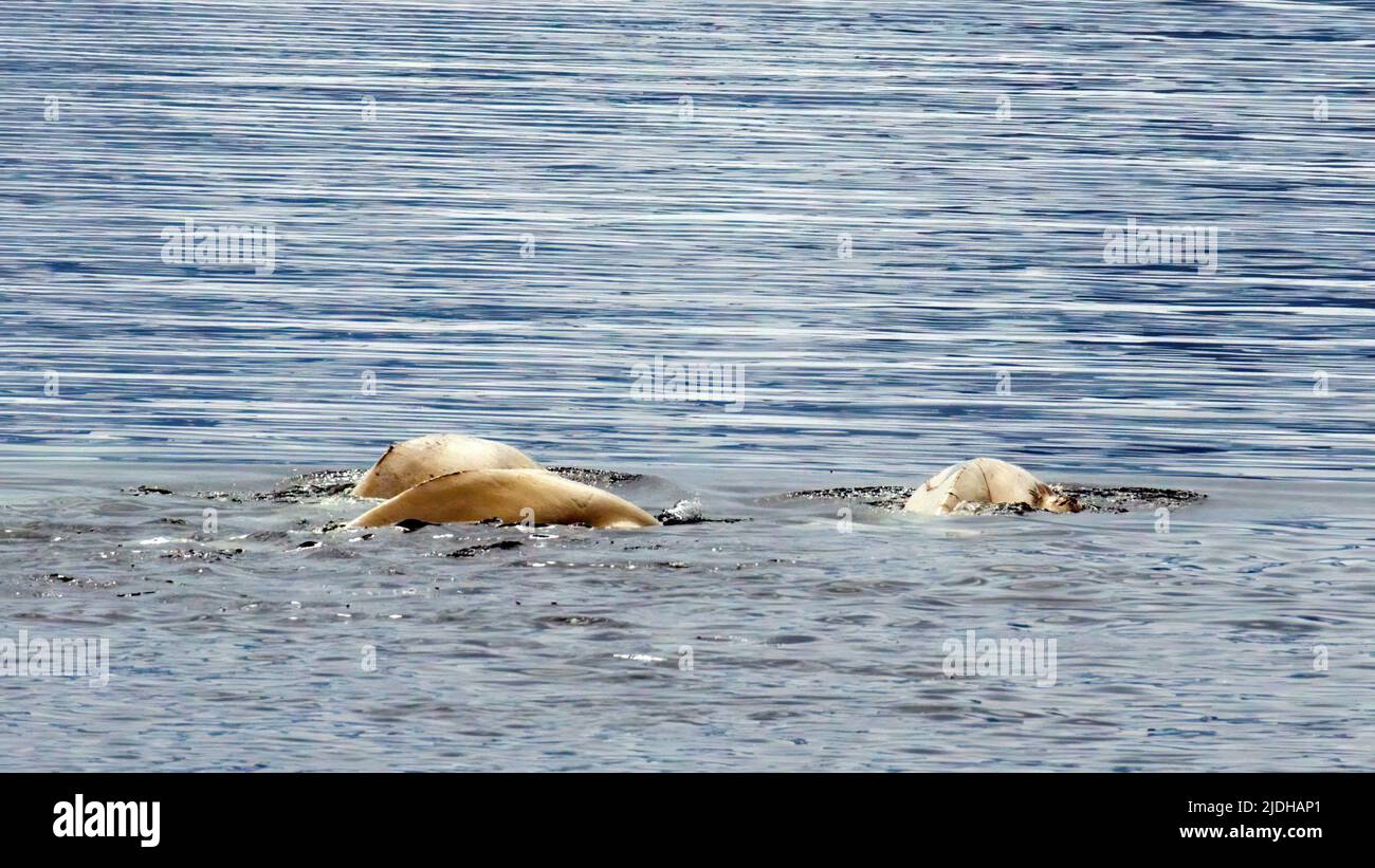 Svalbard belugas hi-res stock photography and images - Alamy