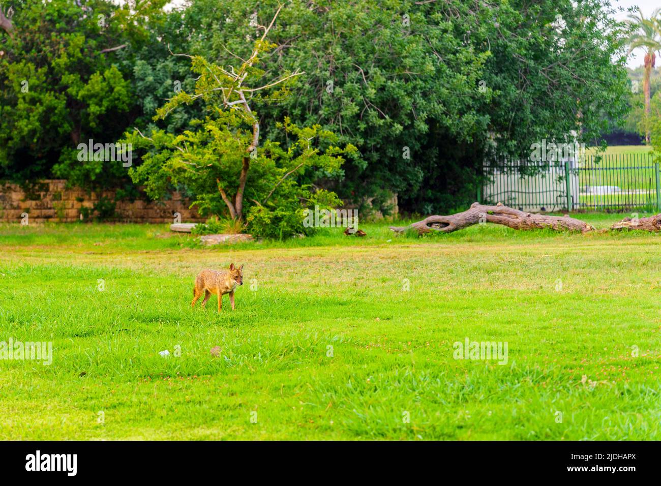 Sunrise view of a Golden jackal (Canis aureus) on the lawns of the ...