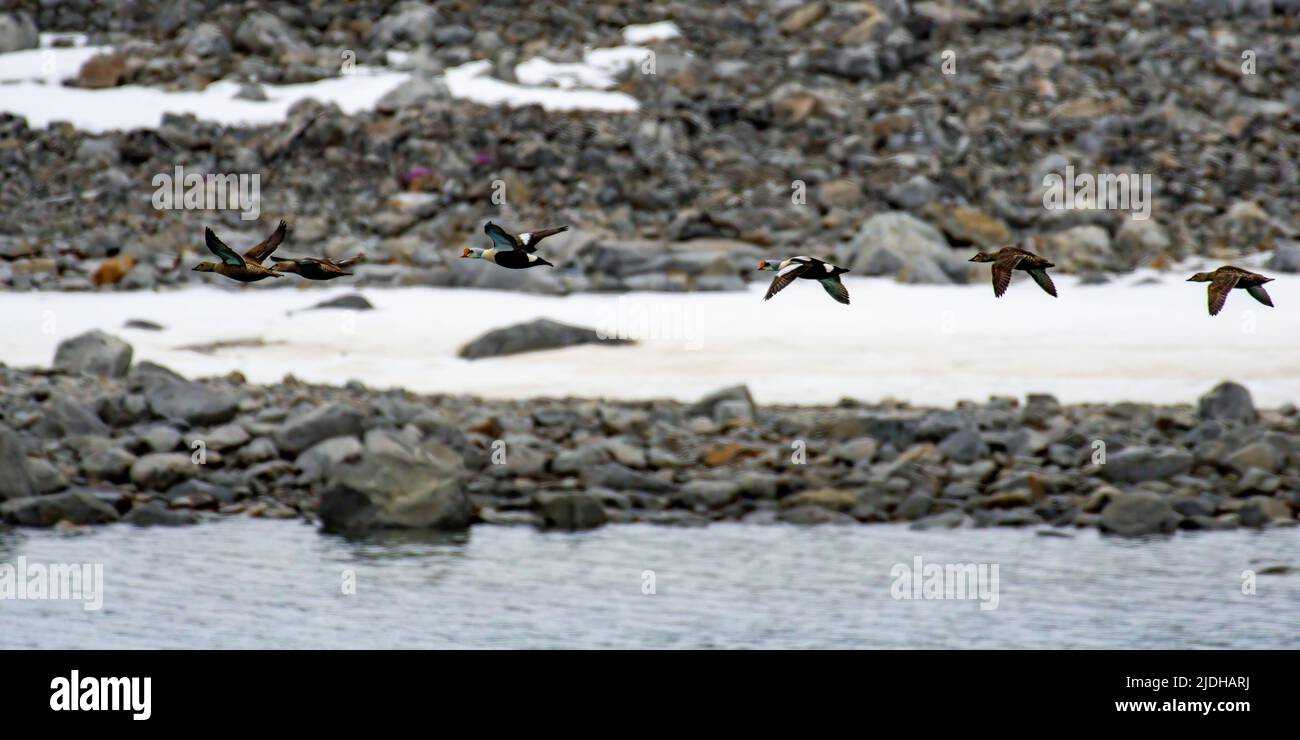 Flying Eider Ducks Svalbard Norway Stock Photo - Alamy