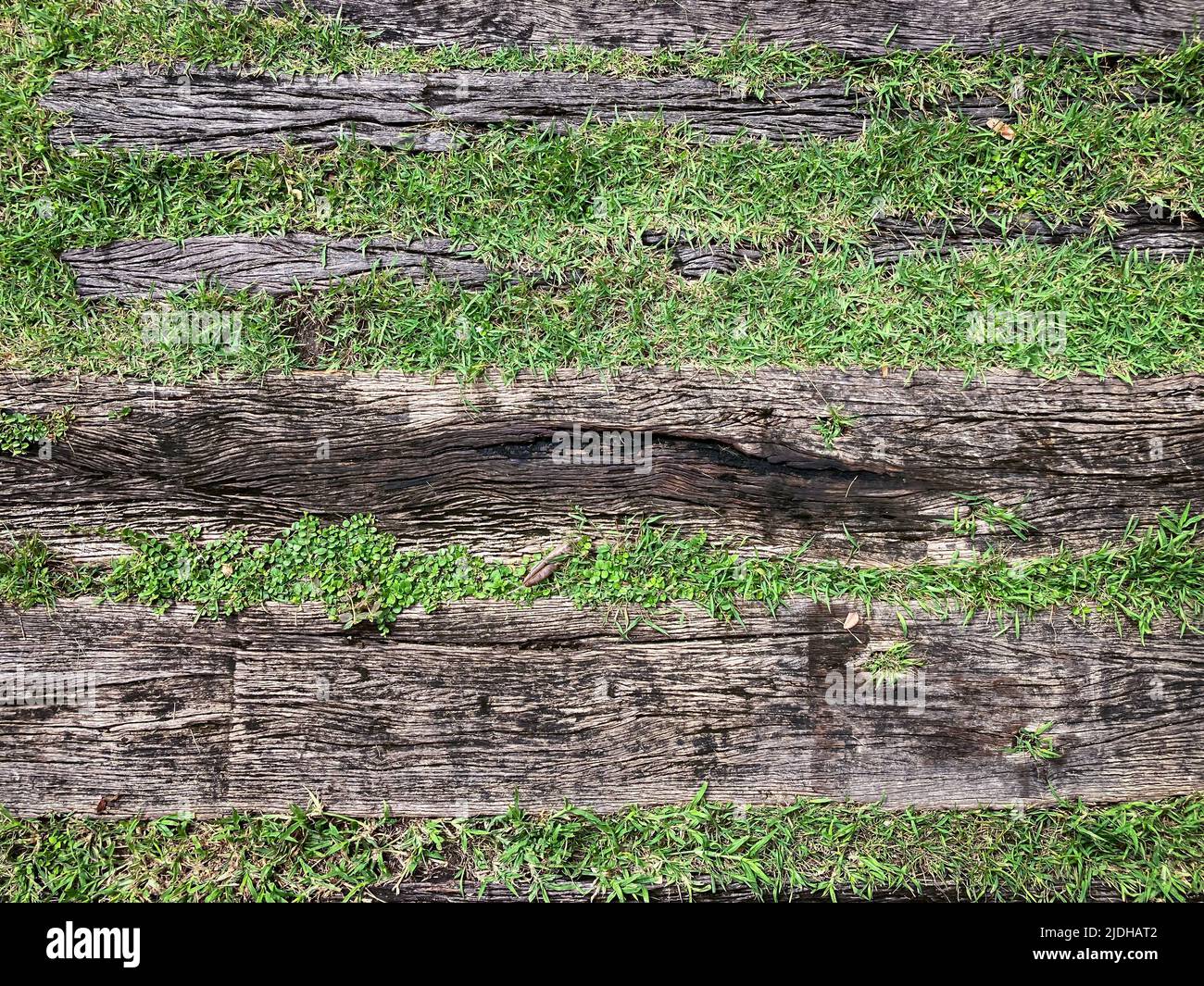 Top view, old decay plank wood in garden, rough skin texture background ...