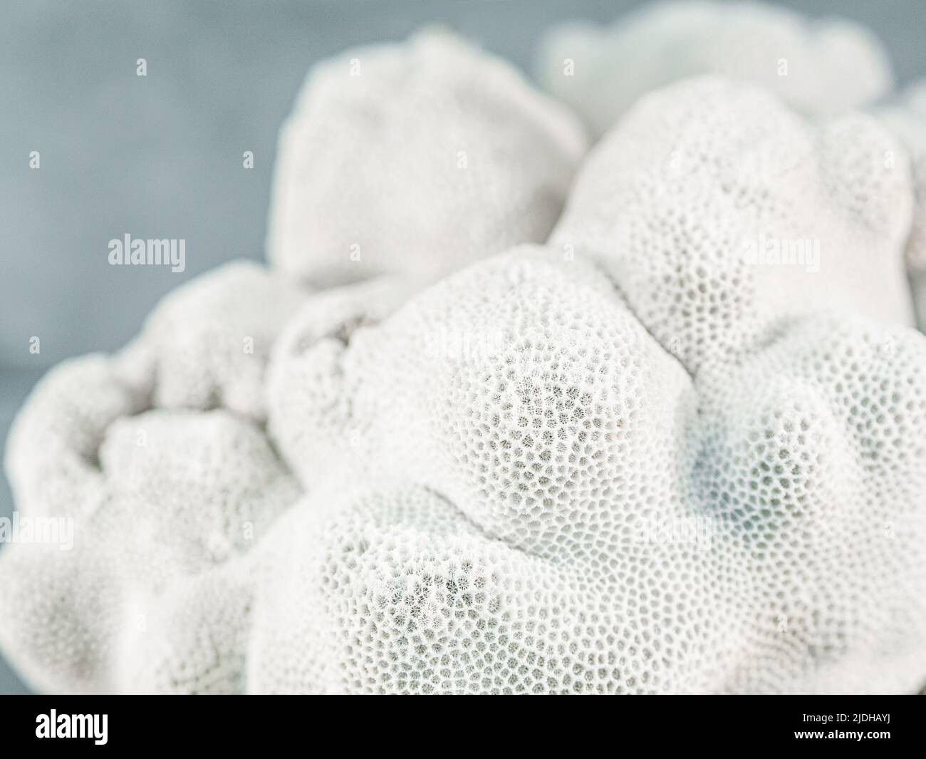 Complex shape white sea coral background. White coral close up Stock ...