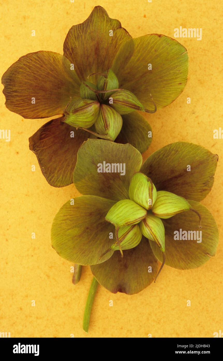 Two flowers of Lenten rose or Helleborus orientalis left to run to seed ...