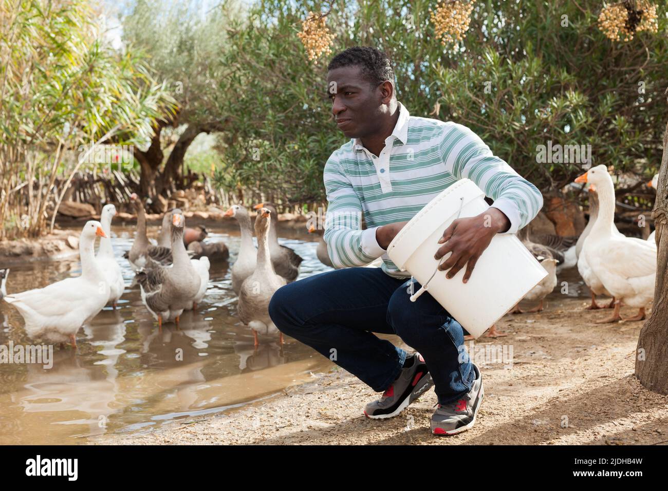 Man feeding geese hi-res stock photography and images - Alamy
