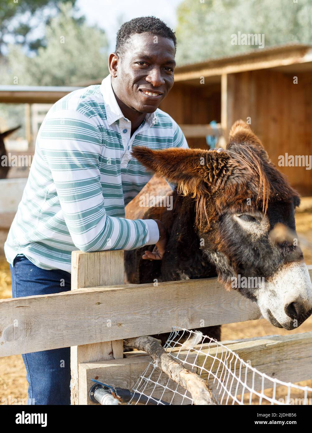 Farm owner taking care of donkey Stock Photo - Alamy