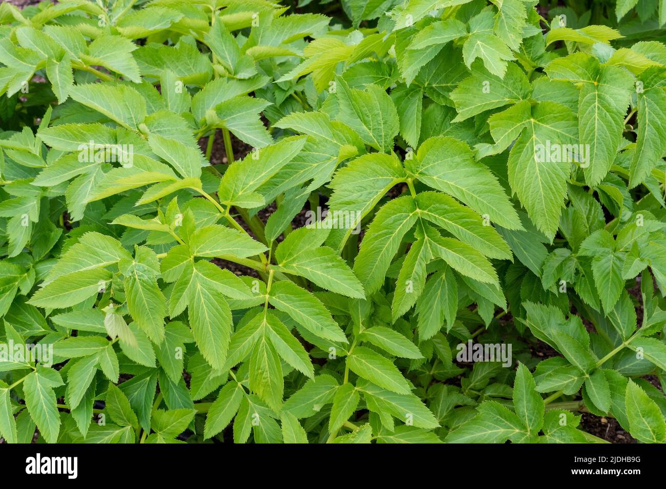 Spring Leaves of Angelica archangelica plant. Medicinal plant Stock ...