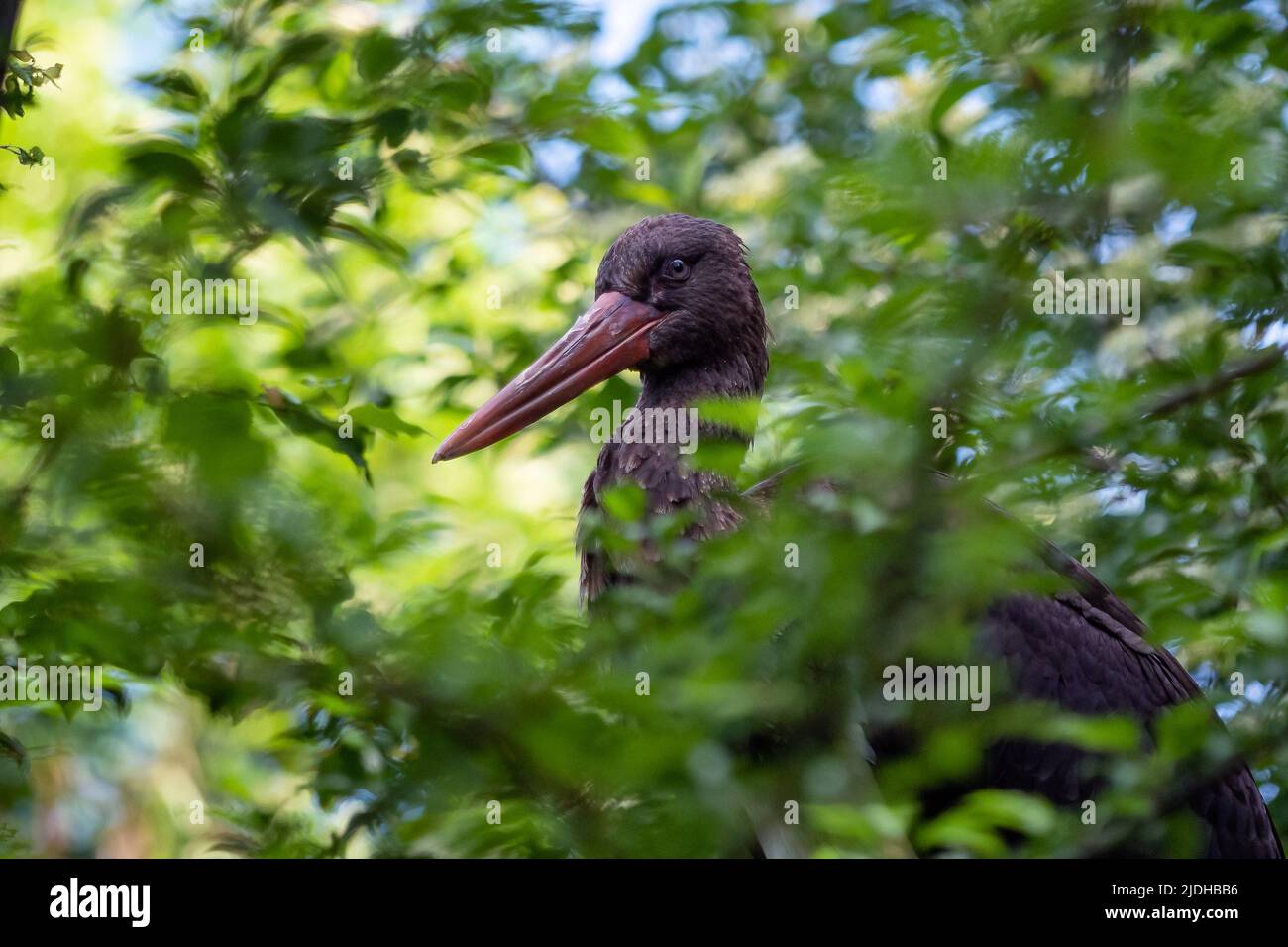 Black stork sitting in the branches of a tree Stock Photo - Alamy
