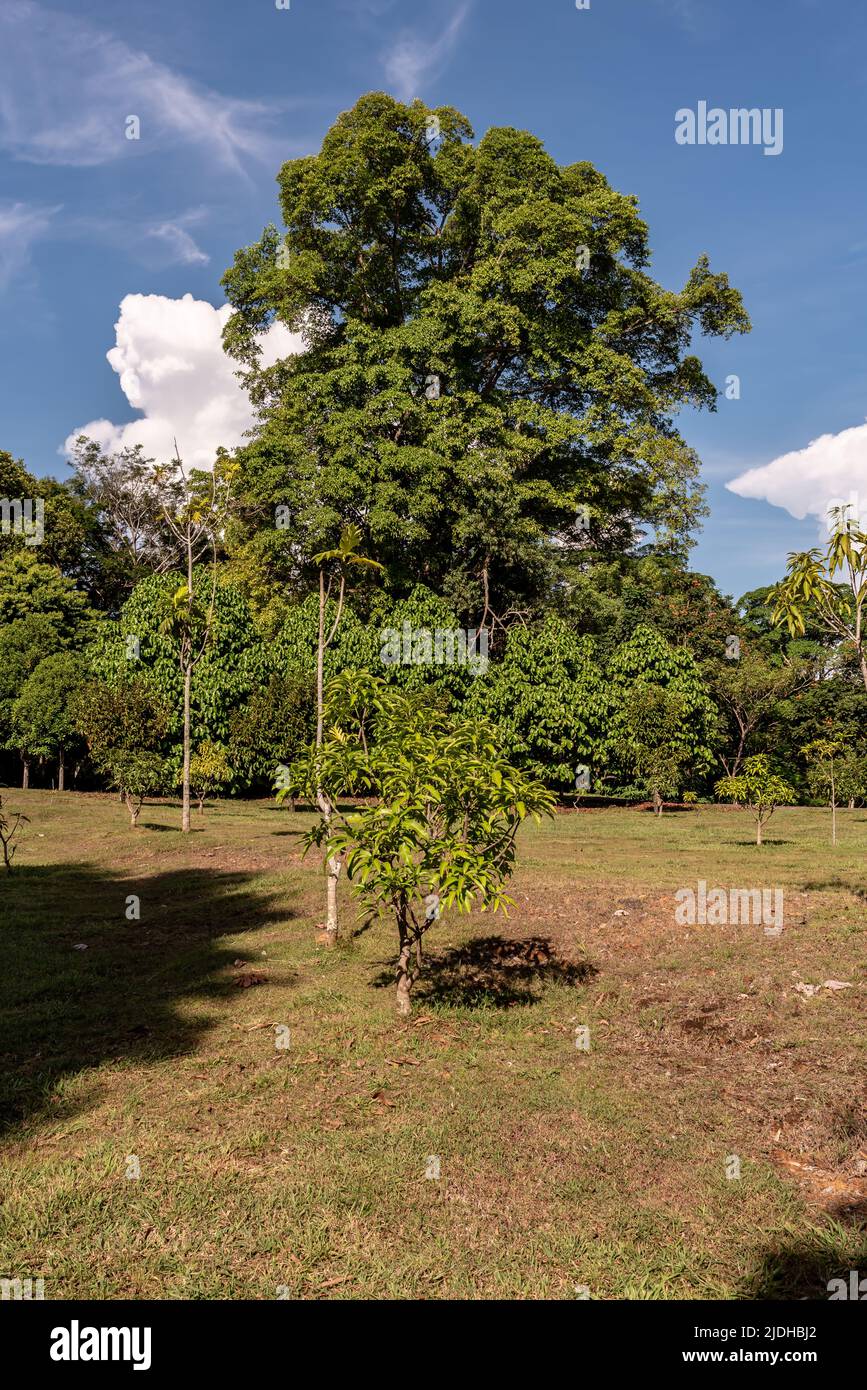 Labuan, Malaysia-June 08, 2021, Labuan Botanical Garden is one of many ...