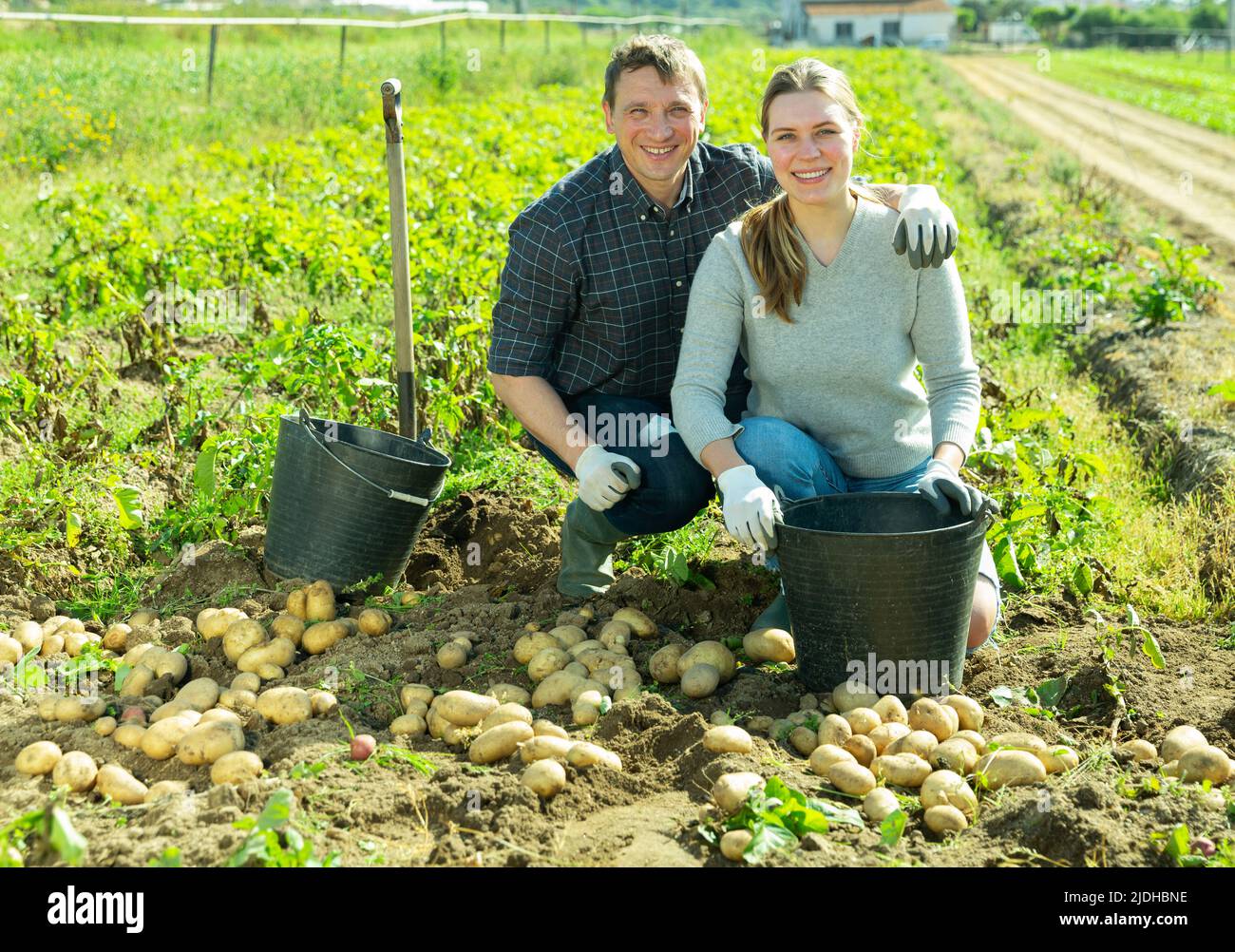 Successful farm family during potatoes harvest Stock Photo - Alamy