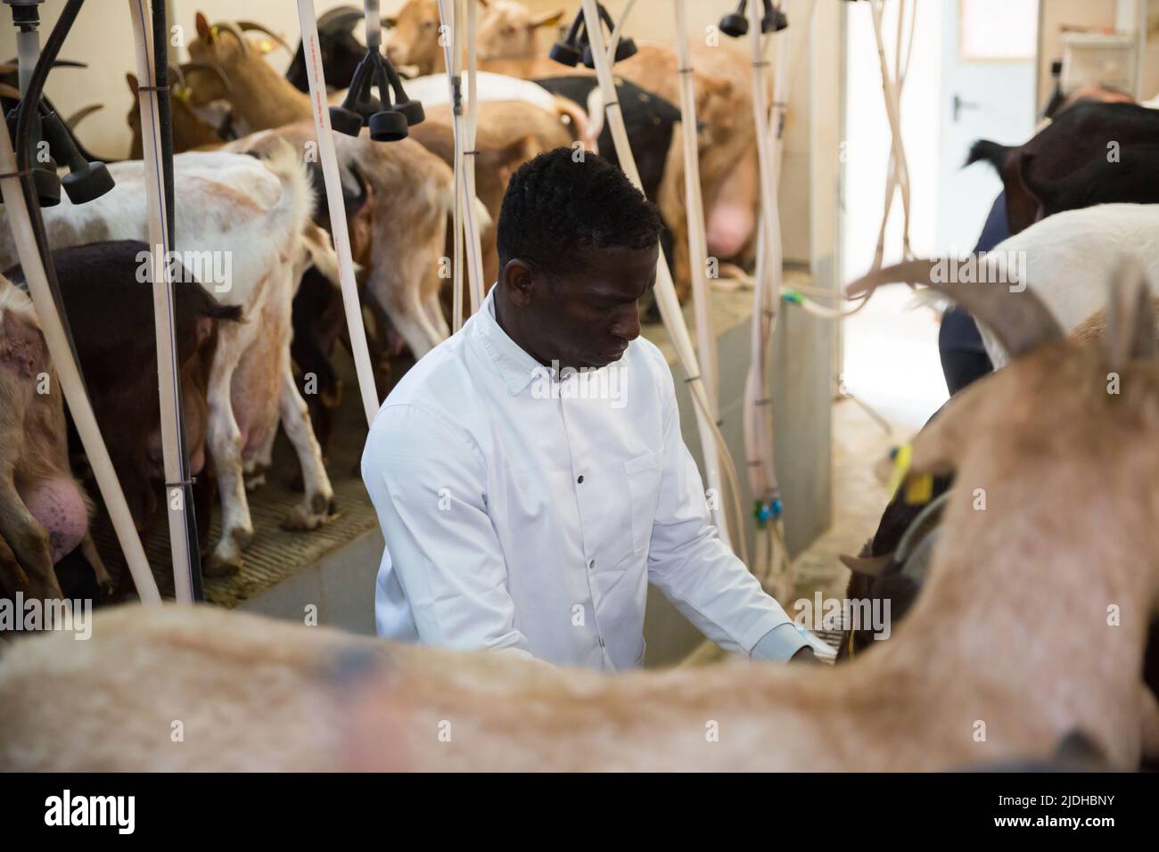 African american farmer milking a goats with an automatic milk machine ...