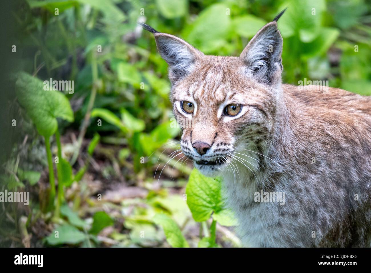 Lynx portrait face hi-res stock photography and images - Alamy