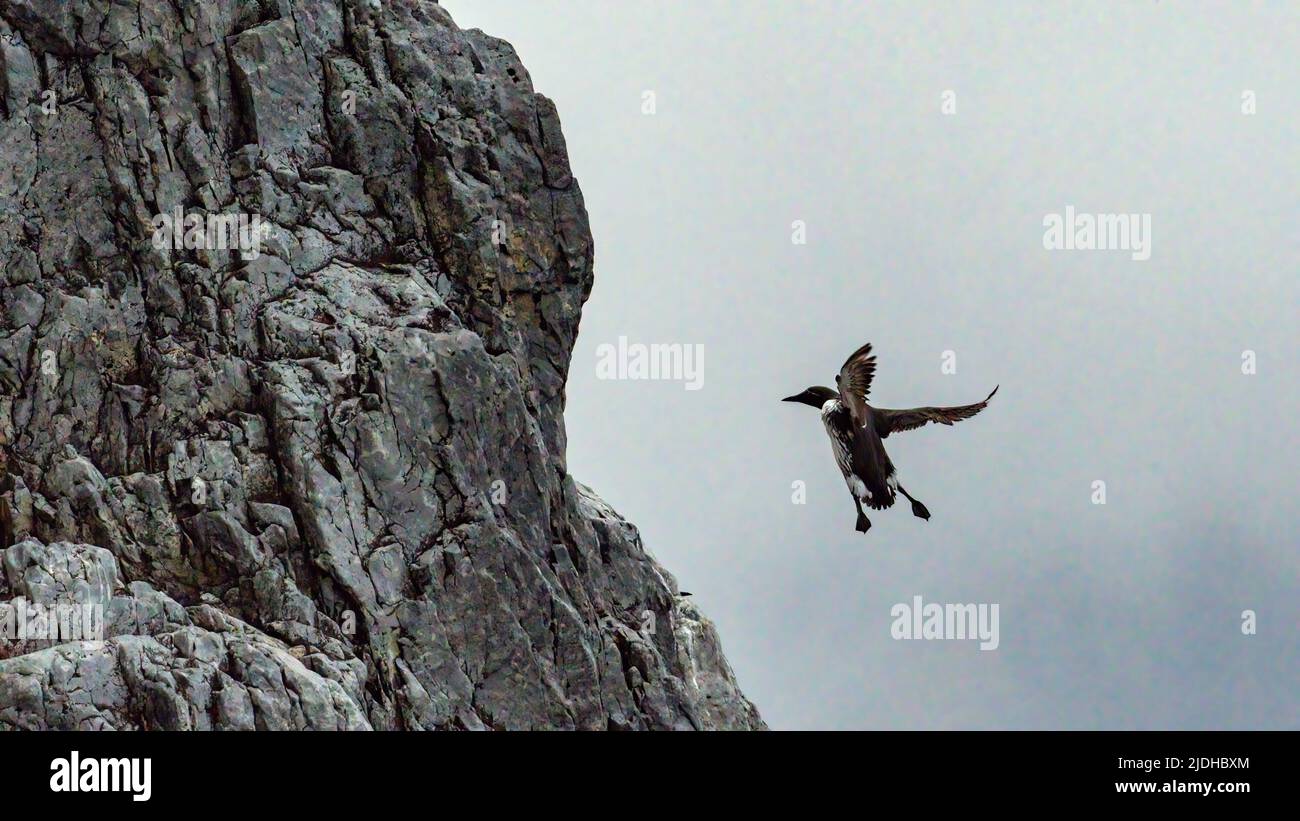Thick Billed Murre Flying Sorhamna Bjornya Svalbard Norway Stock Photo ...