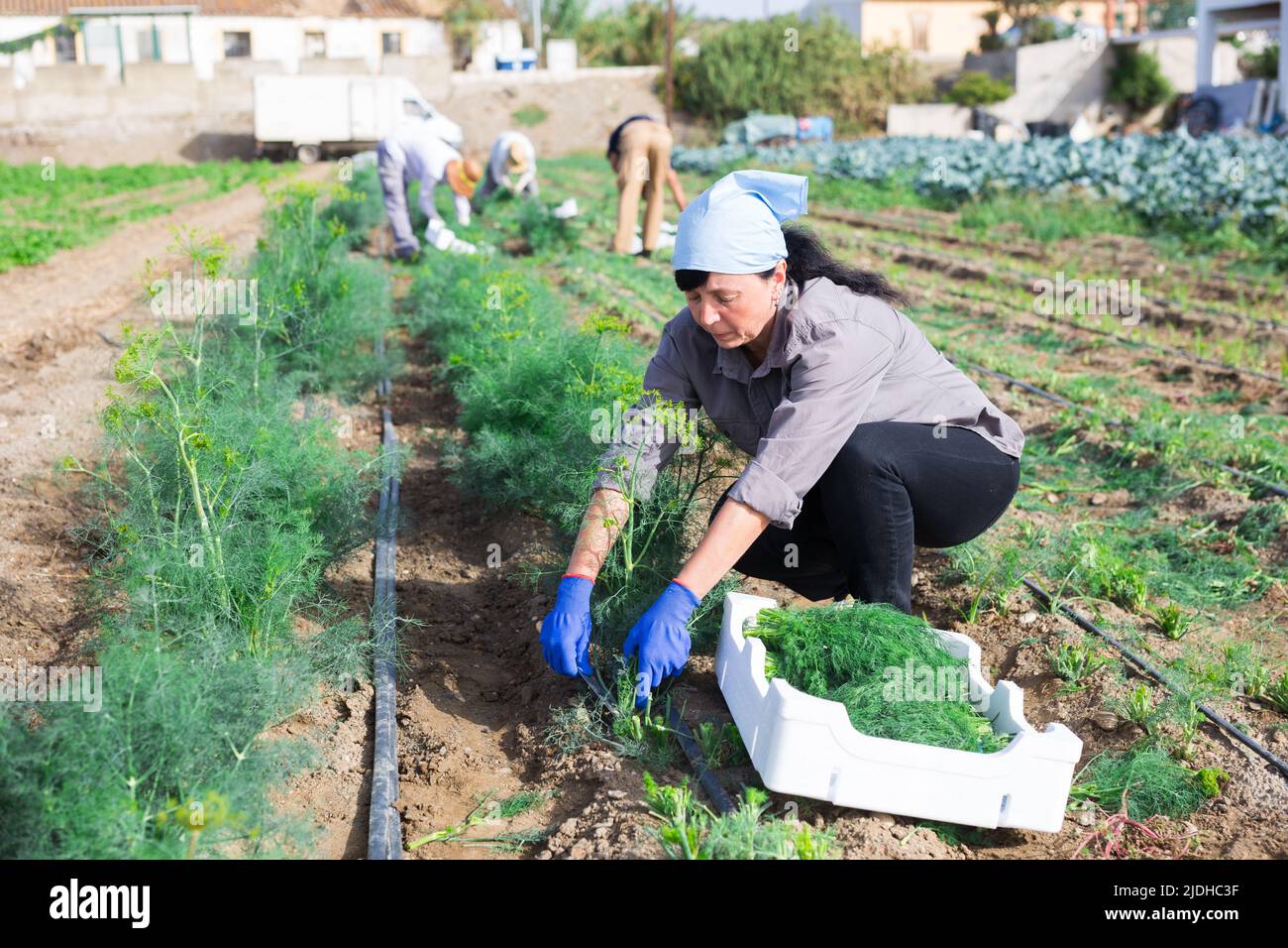 Female farmer harvest of green dill on farm field Stock Photo - Alamy