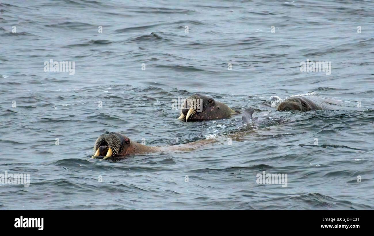 Walruses swimming hi-res stock photography and images - Alamy