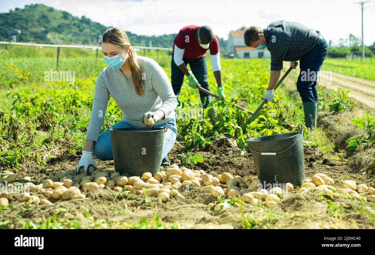 Team of workers in protective medical masks harvests potatoes on ...