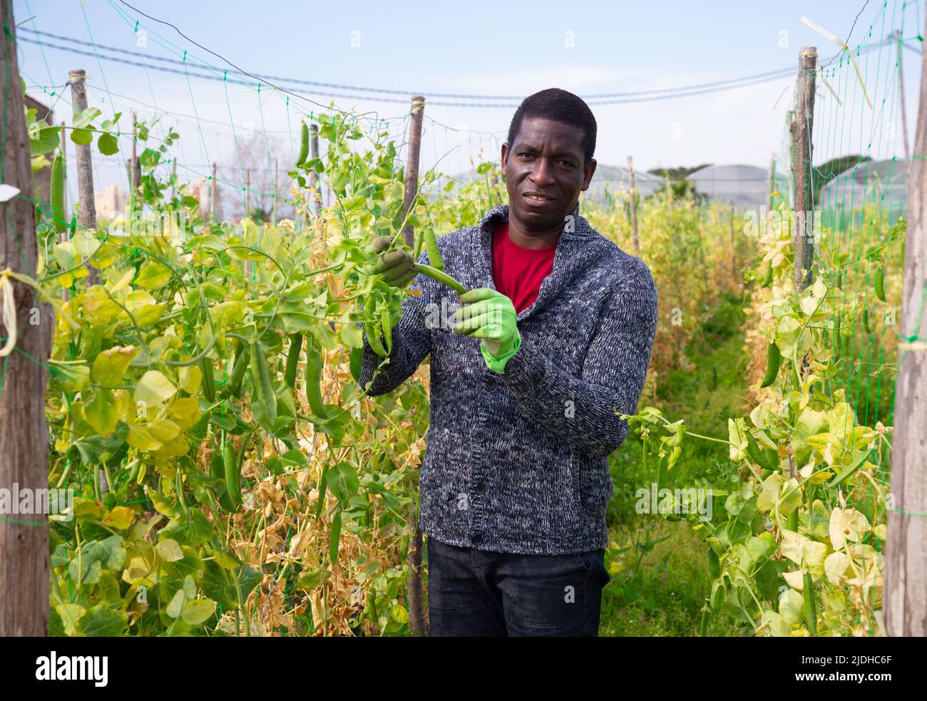 African American grower checking pea pods Stock Photo - Alamy