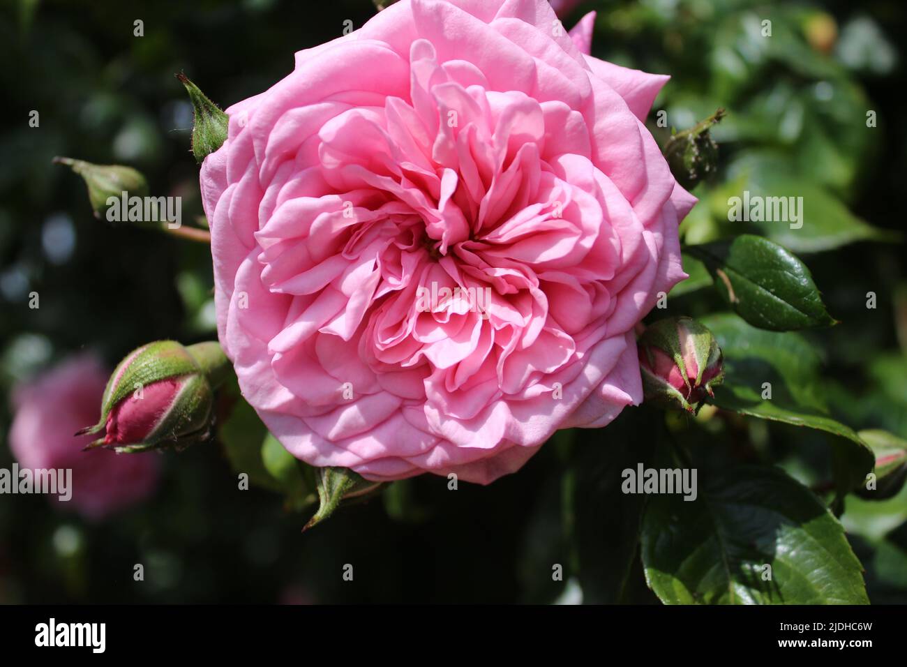 Pink roses in close-up. Photograph of the Queen of Flowers. A bushy ...
