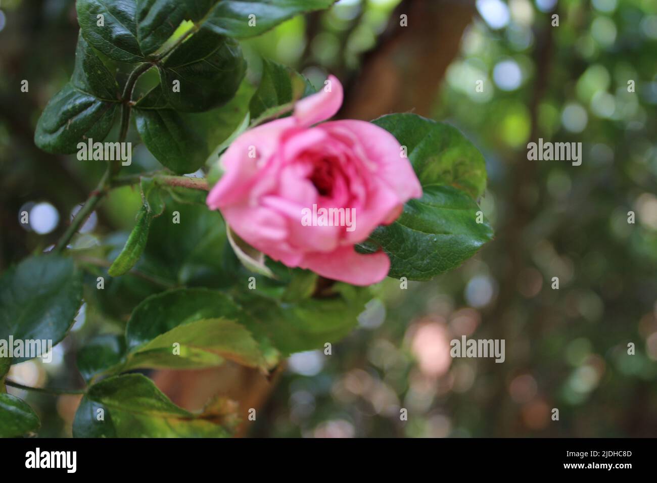 Pink roses in close-up. Photograph of the Queen of Flowers. A bushy ...
