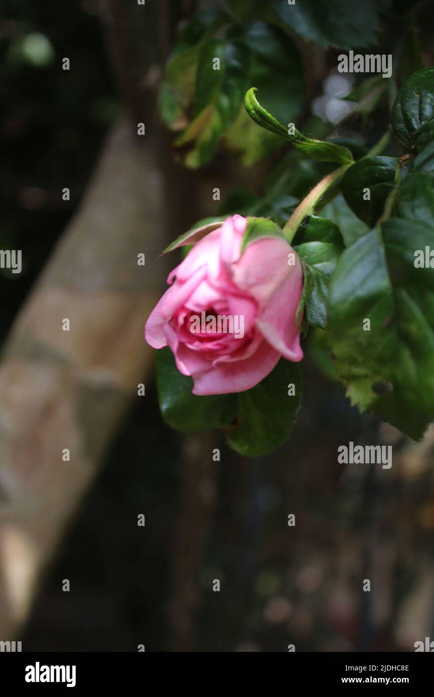 Pink roses in close-up. Photograph of the Queen of Flowers. A bushy ...