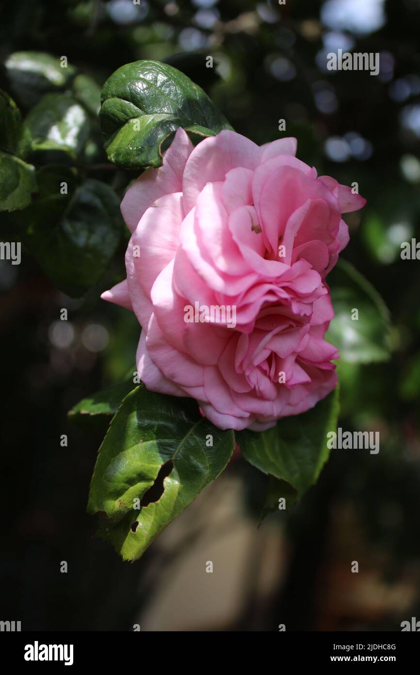 Pink roses in close-up. Photograph of the Queen of Flowers. A bushy ...
