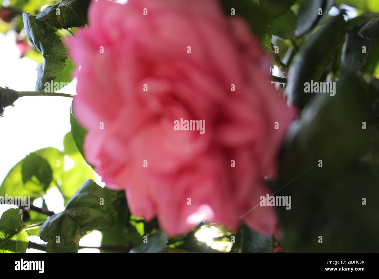 Pink roses in close-up. Photograph of the Queen of Flowers. A bushy ...