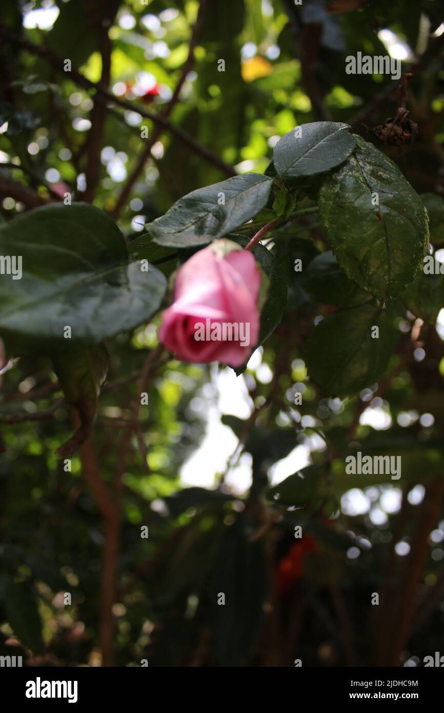 Pink roses in close-up. Photograph of the Queen of Flowers. A bushy ...