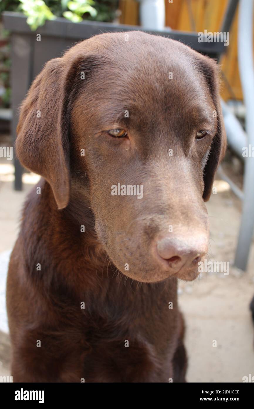 Brown Labrador Retriever. Dog face in close up. Labrador puppy. Pets in ...