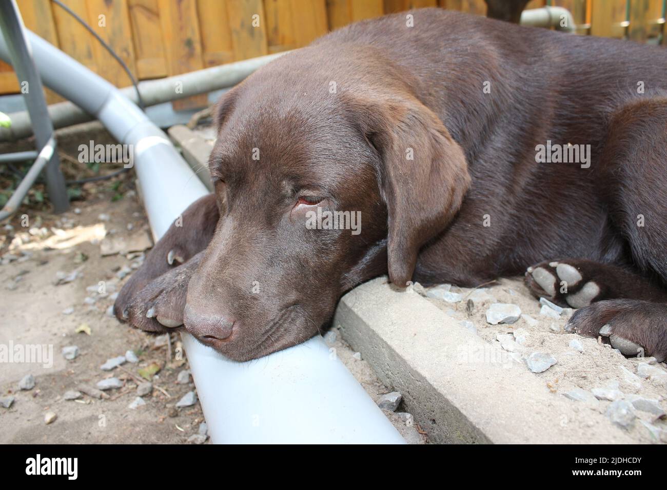 Brown Labrador Retriever. Dog face in close up. Labrador puppy. Pets in ...