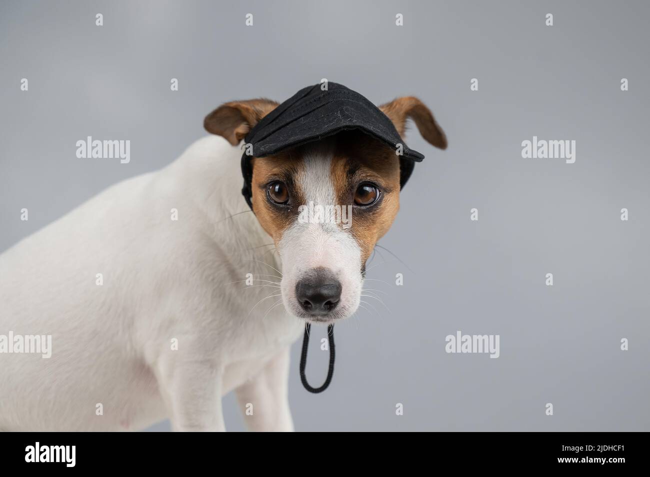 Dog jack russell terrier in a black cap on a white background Stock ...