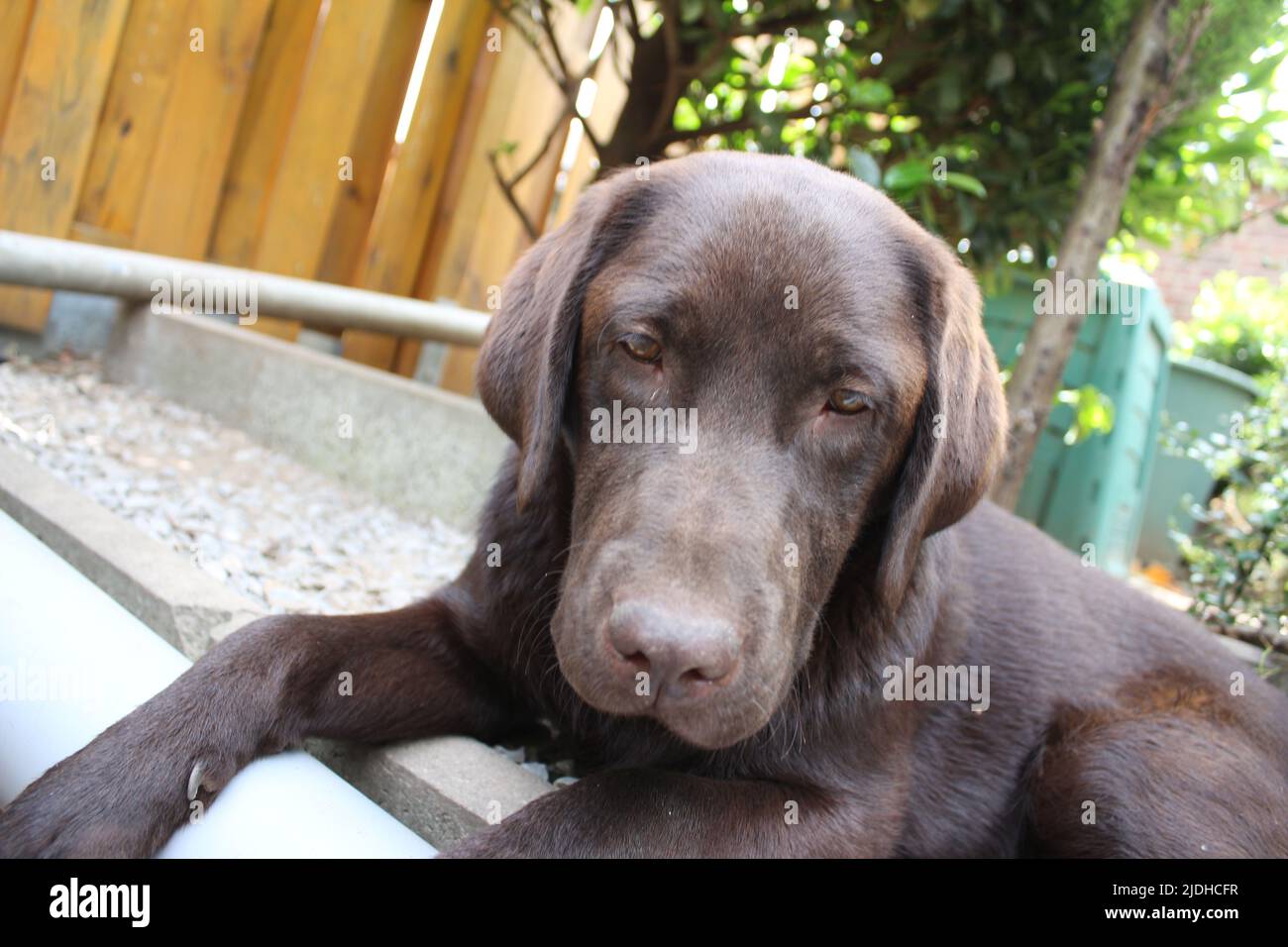 Brown Labrador Retriever. Dog face in close up. Labrador puppy. Pets in ...