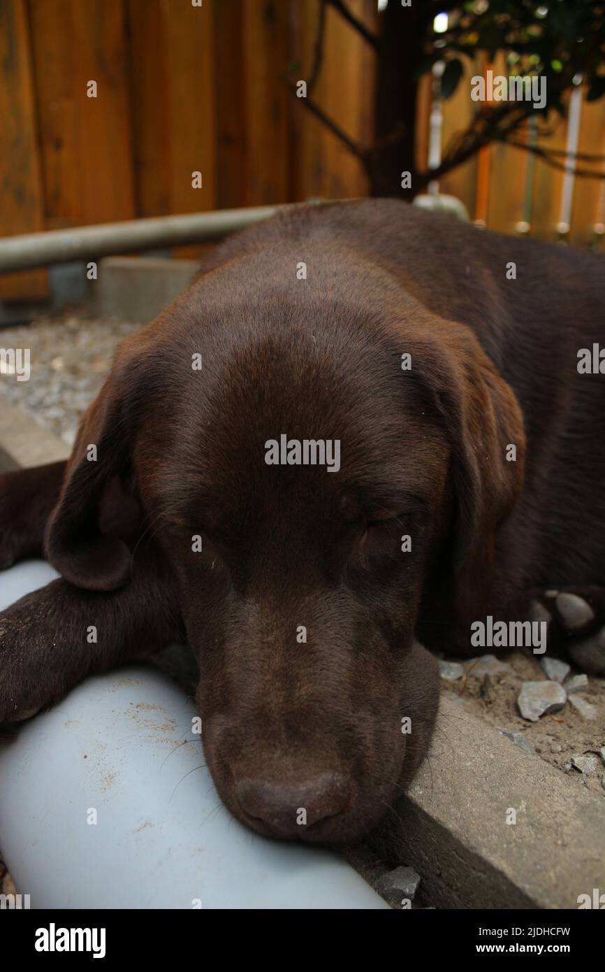Brown Labrador Retriever. Dog face in close up. Labrador puppy. Pets in ...