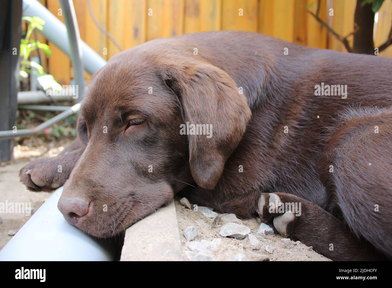 Brown Labrador Retriever. Dog face in close up. Labrador puppy. Pets in ...