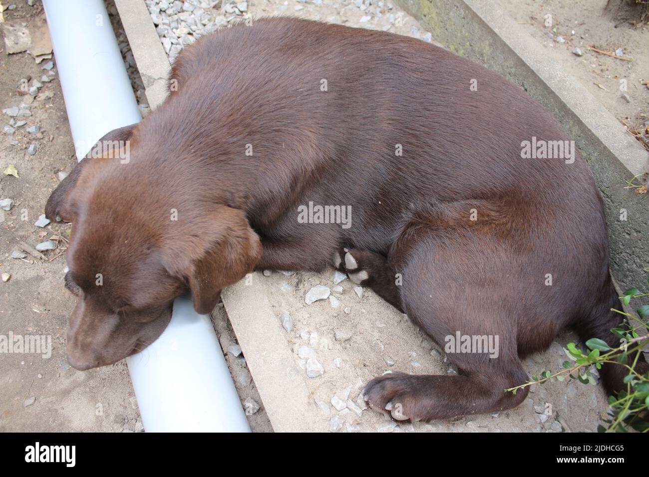 Brown Labrador Retriever. Dog face in close up. Labrador puppy. Pets in ...