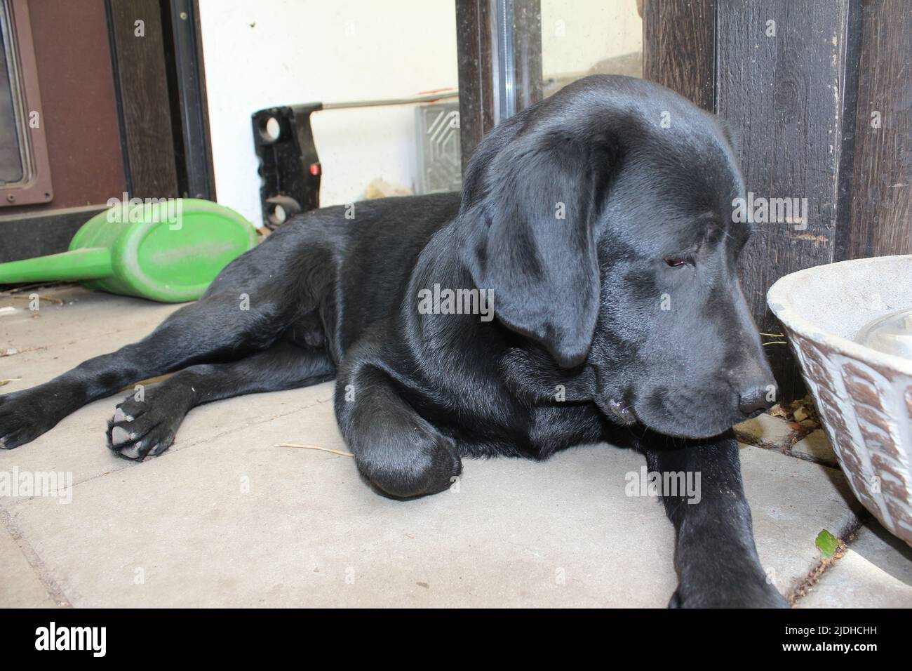 Photograph of a black Labrador Retriever. Labrador puppy in close-up ...