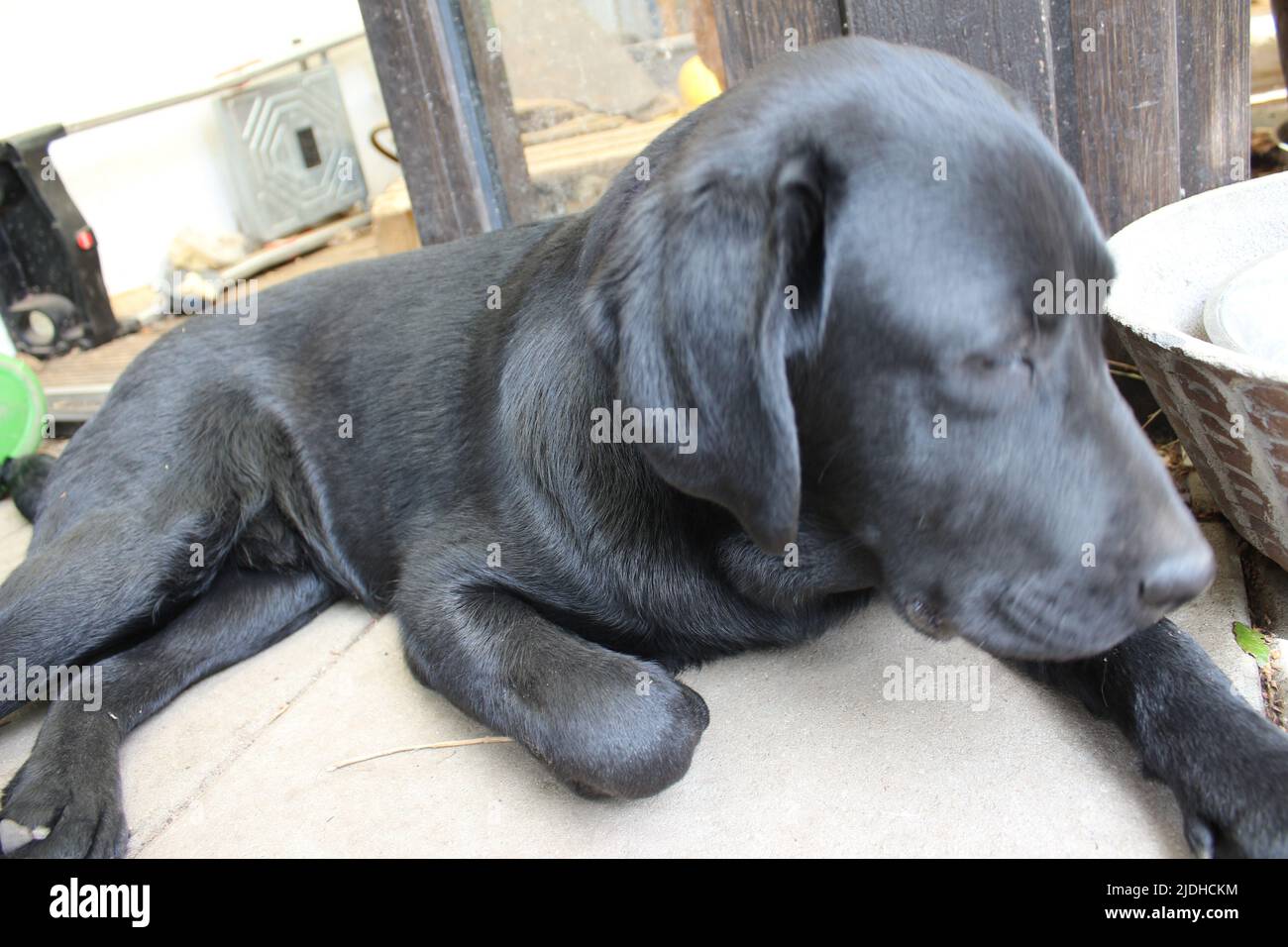 Photograph of a black Labrador Retriever. Labrador puppy in close-up ...