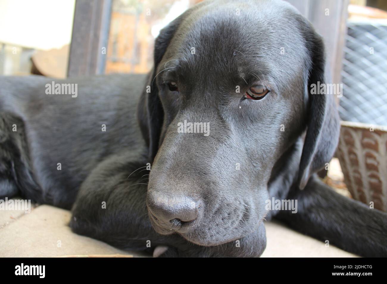 Photograph of a black Labrador Retriever. Labrador puppy in close-up ...