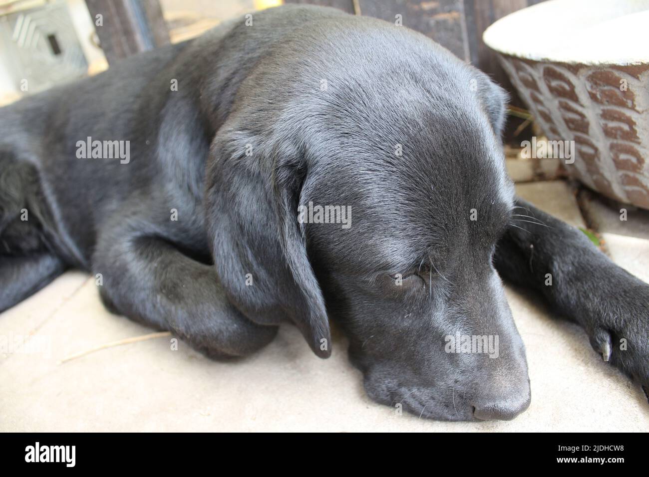 Photograph of a black Labrador Retriever. Labrador puppy in close-up ...