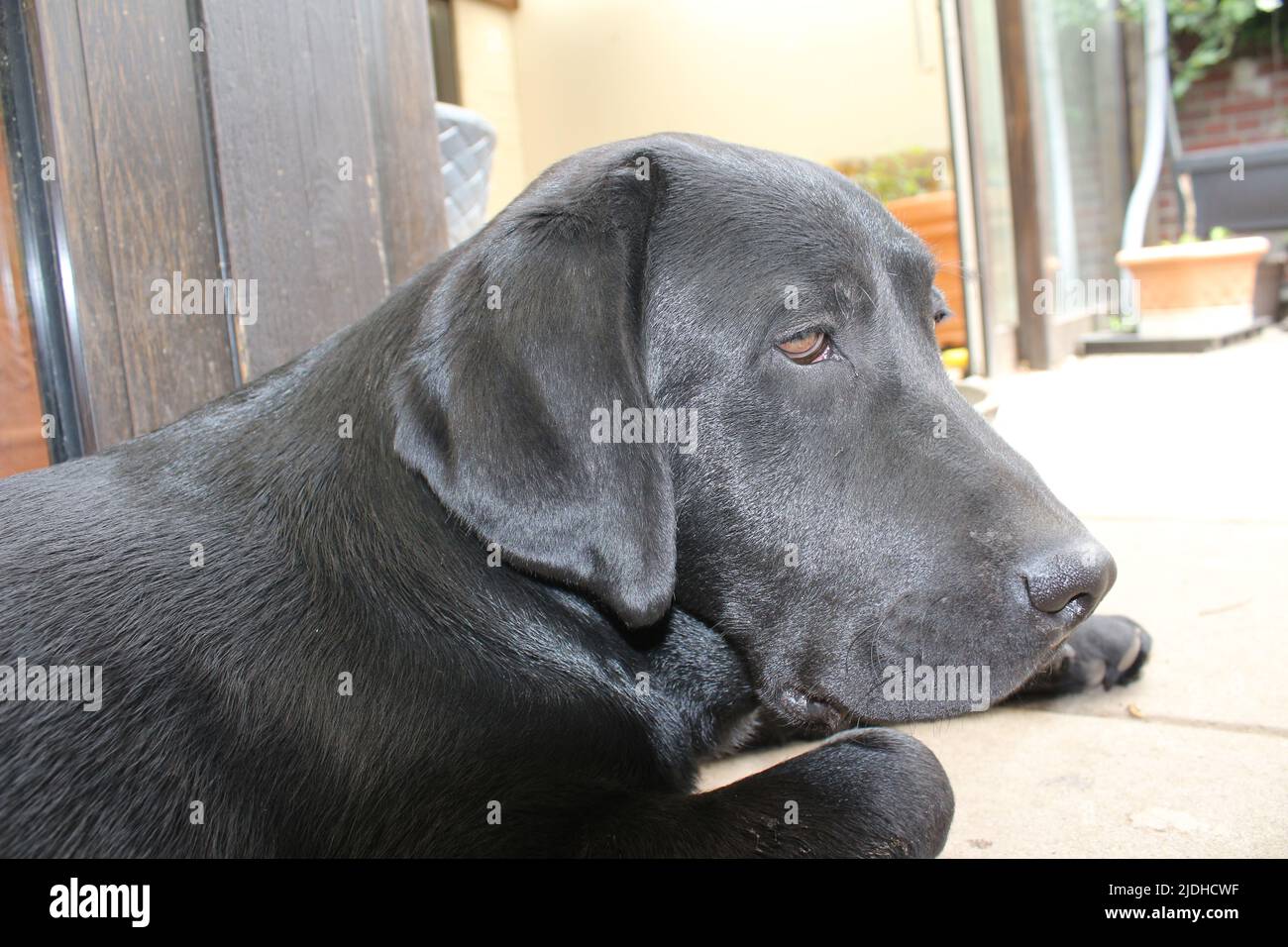 Photograph of a black Labrador Retriever. Labrador puppy in close-up ...