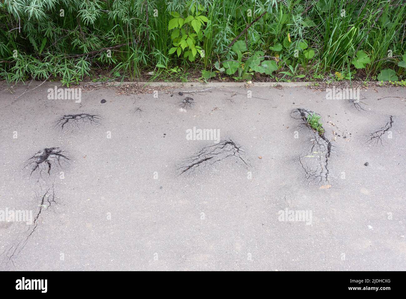 Plants break through the asphalt, forming cracks and bumps. Summer day ...