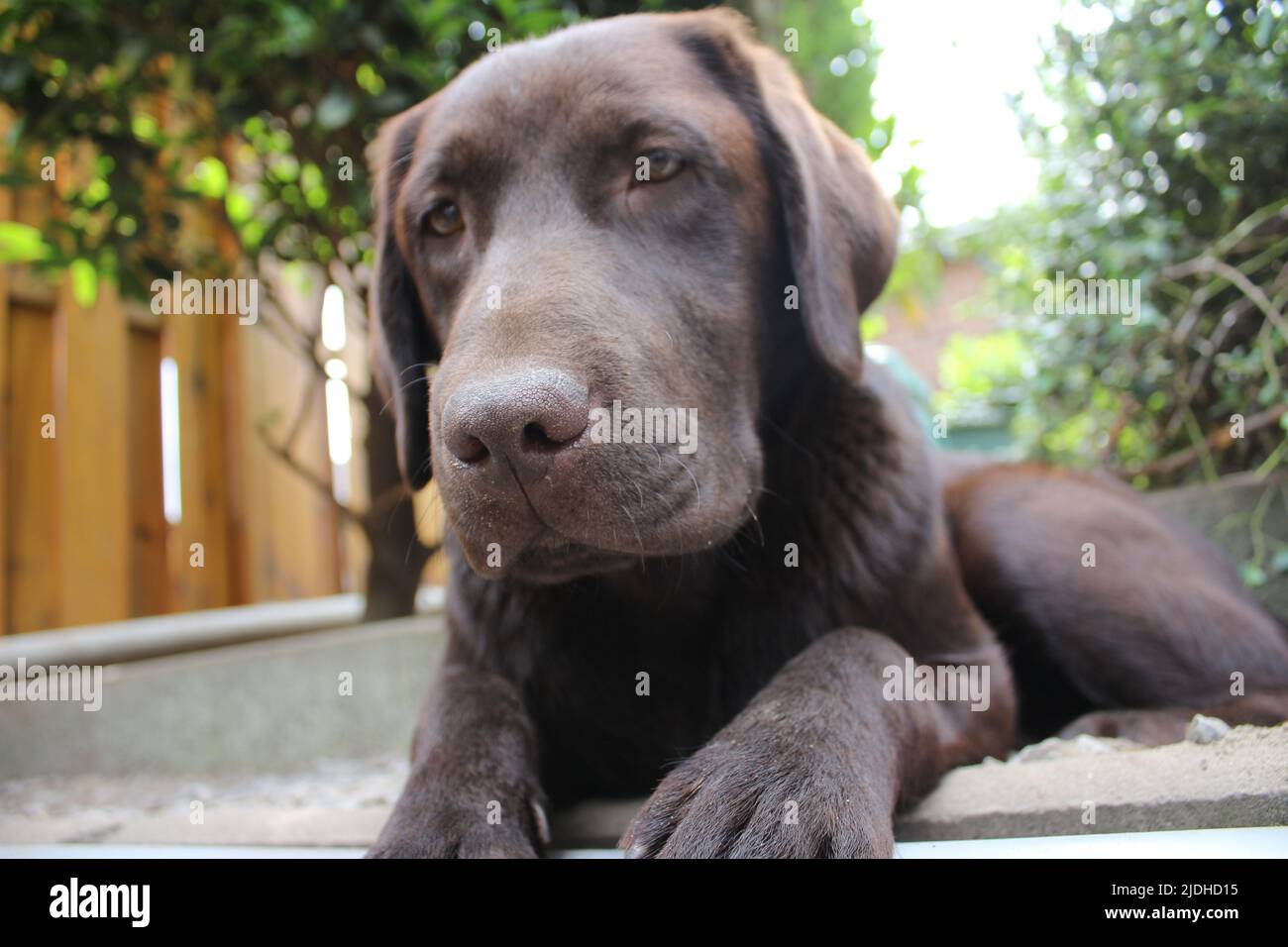 Brown Labrador Retriever. Dog face in close up. Labrador puppy. Pets in ...