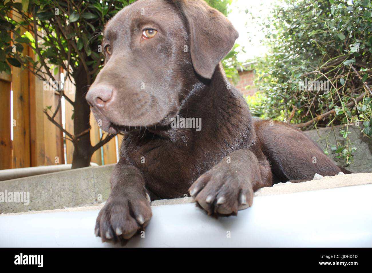 Brown Labrador Retriever. Dog face in close up. Labrador puppy. Pets in ...